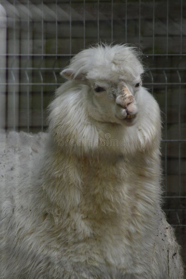 White, Mesmerizing Llama Captured in the Middle of a Lunch Break. Lama ...