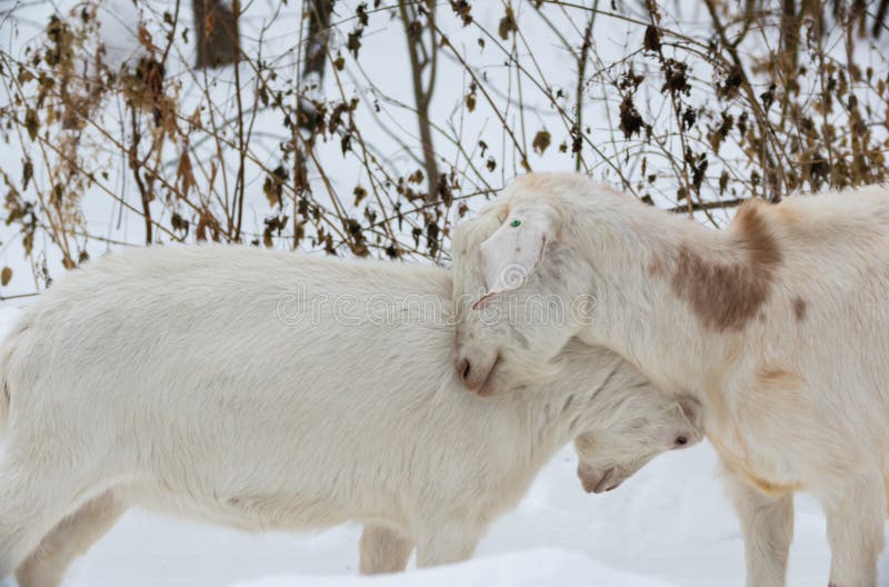 White Milking Goats Butting in the Paddock in Winter in the Forest ...