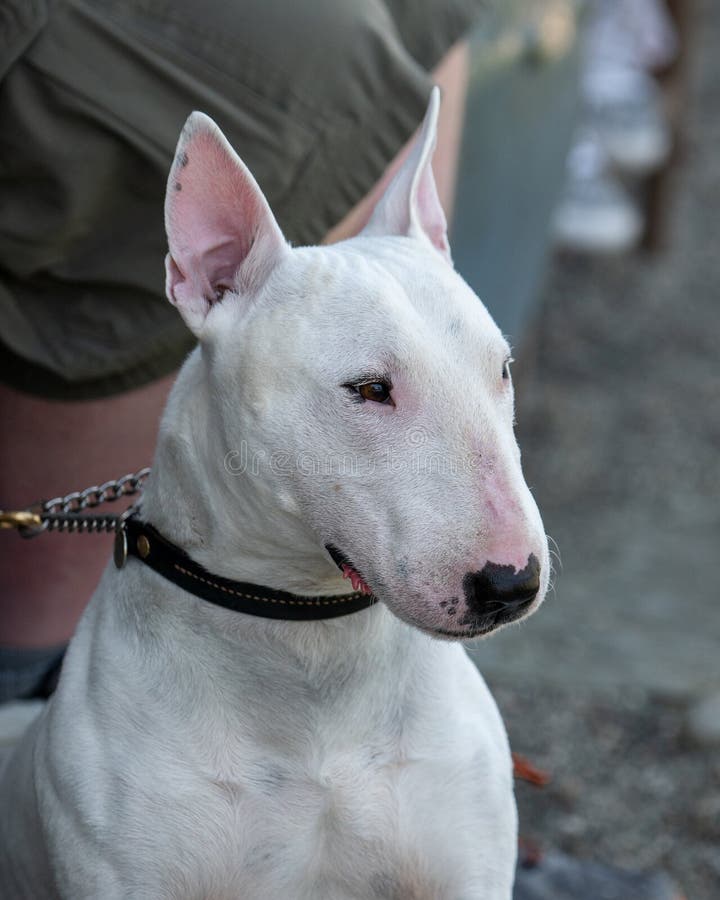White Mini Bull Terrier Sitting Still for a Portrait Stock Image ...