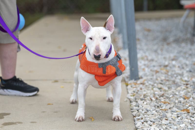 White Mini Bull Terrier Waiting for Her Time in the Pool Stock Image ...