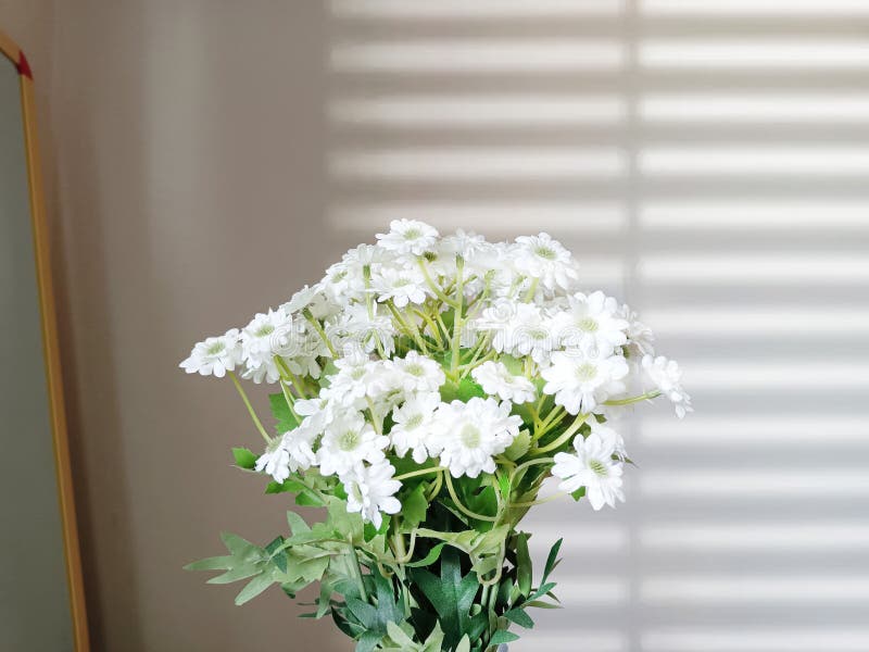 White mini Daisy stock image. Image of white, pink, centrepiece - 220190429