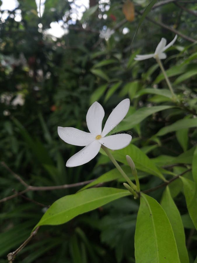 White mini kemboja stock image. Image of white, kemboja - 172055117