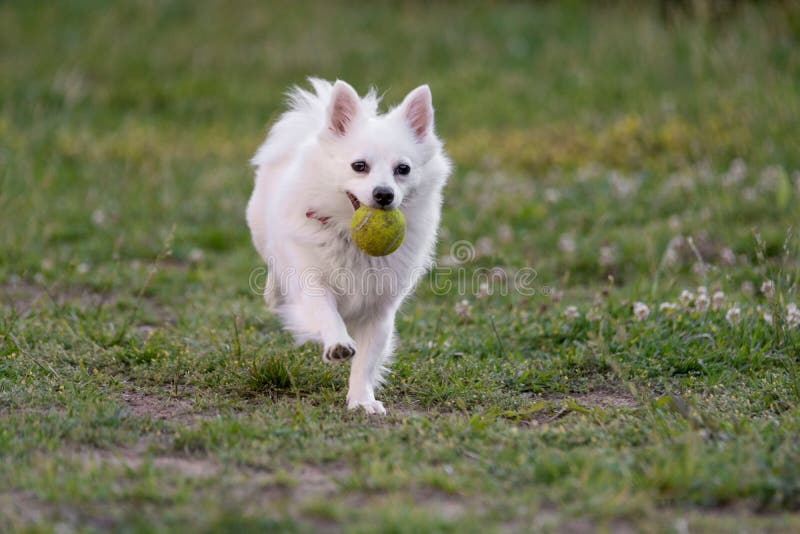 White Mini Spitz Running Close-up View of Dog Stock Photo - Image of ...