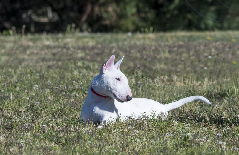 White Miniature Bull Terrier Lying in the Grass Stock Photo - Image of ...