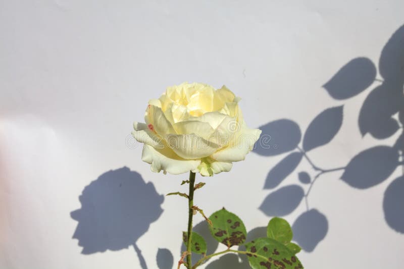 White Miniature Rose in Bloom Stock Photo - Image of bouquet ...