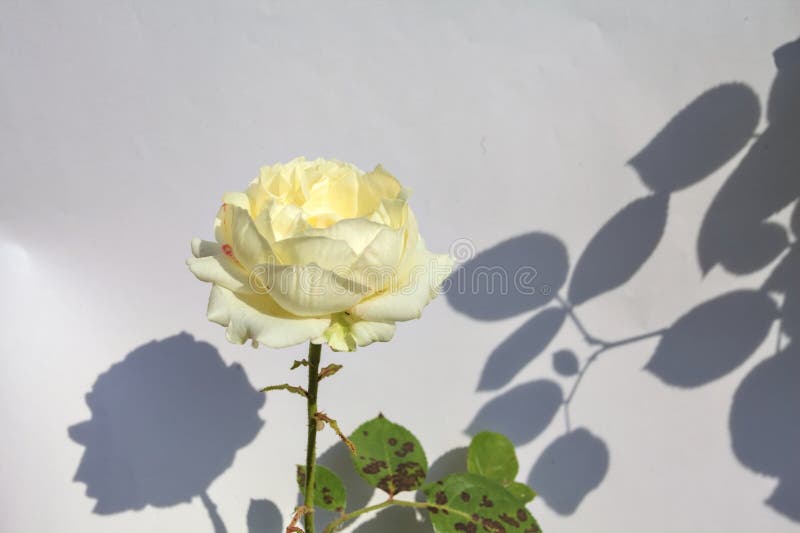 White Miniature Rose in Bloom Stock Photo - Image of bouquet, miniature ...