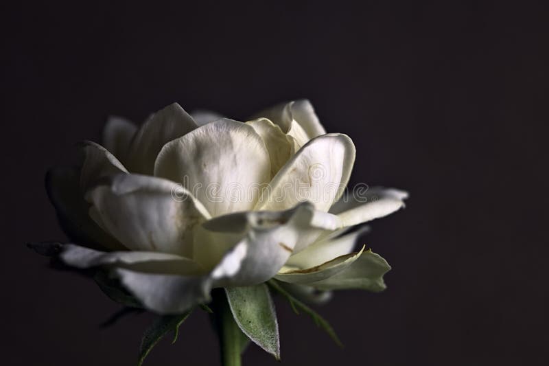 White Miniature Rose in Bloom Seen Up Close Stock Image - Image of ...