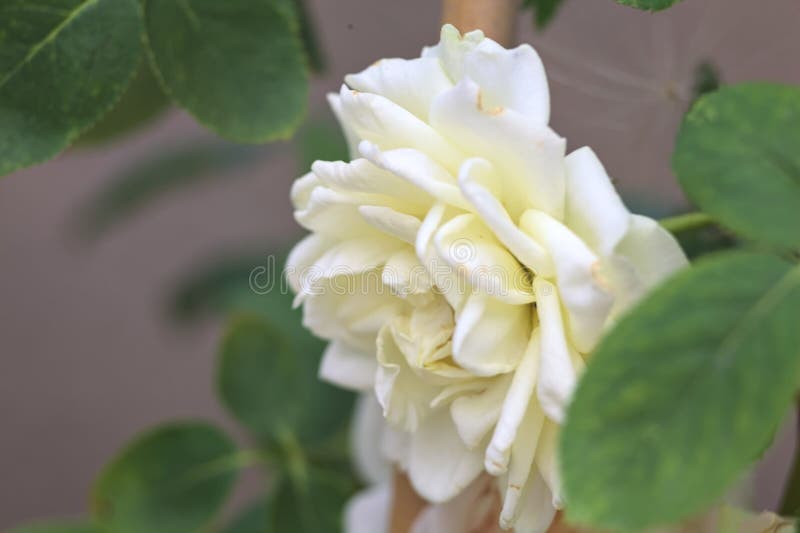 White Miniature Roses in Bloom Leaning on a Stick Seen Up Close Stock ...