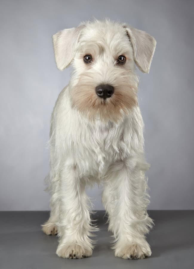 White Miniature Schnauzer Puppy Stock Photo - Image of white, domestic ...