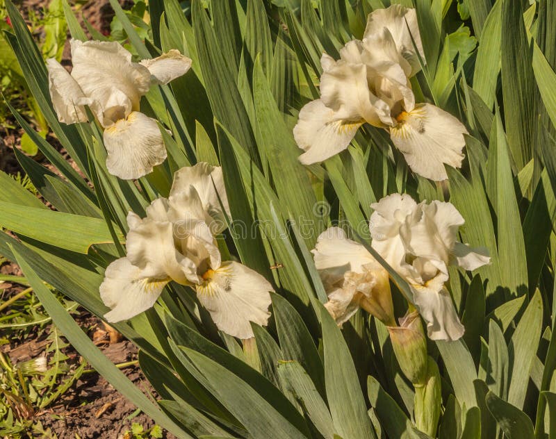 White Miniature Undersized or Dwarf Irises Pumila in the Garden Stock ...
