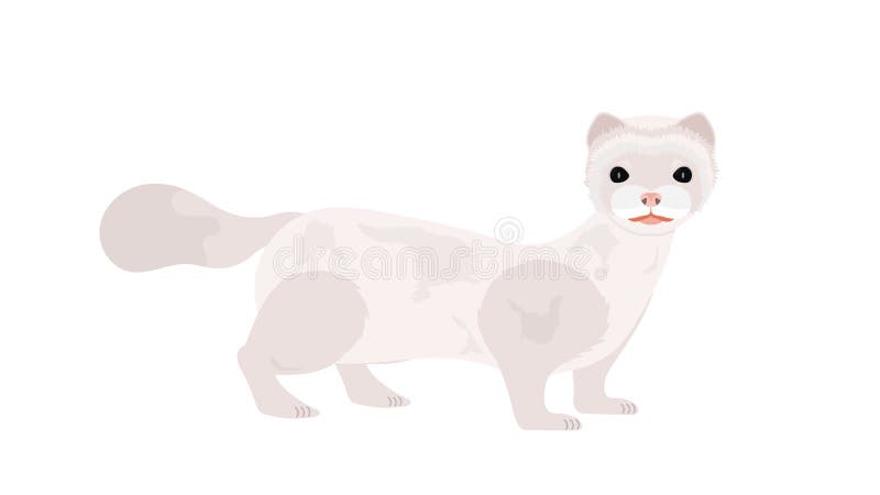 White Mink. Mink in a Flat Style. Isolated, Vector. Stock Vector ...