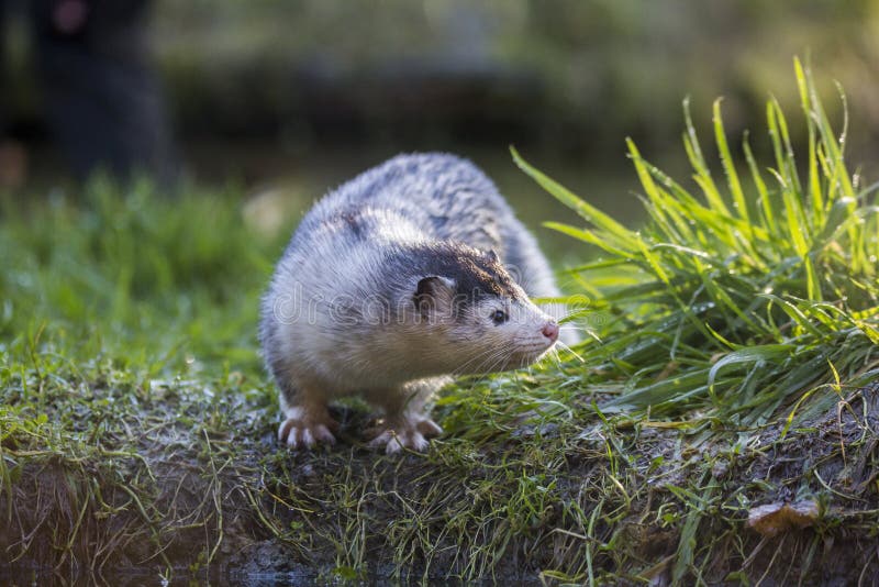 White Mink on the Shore of the Lake Stock Photo - Image of lake, mink ...