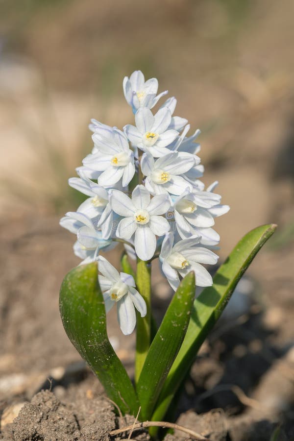 Mishenko Squill Flower (Scilla Mischtschenkoana). Stock Photo - Image ...