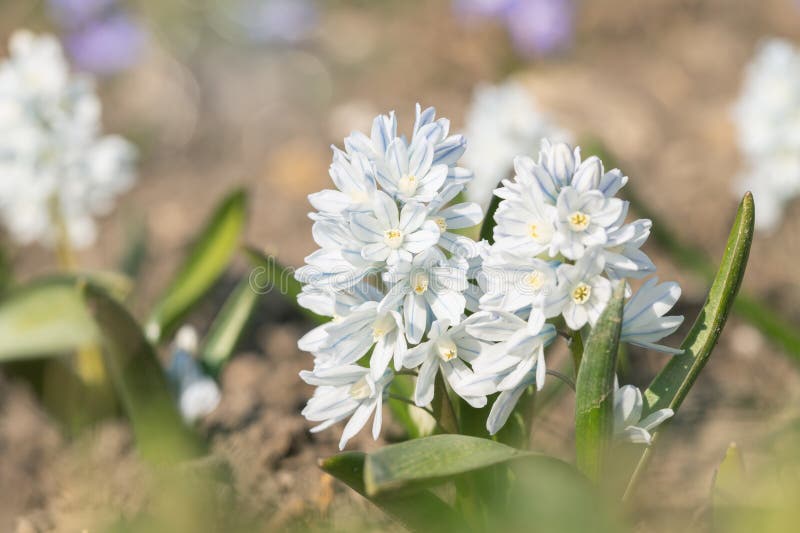 Mishenko Squill Flower (Scilla Mischtschenkoana). Stock Image - Image ...