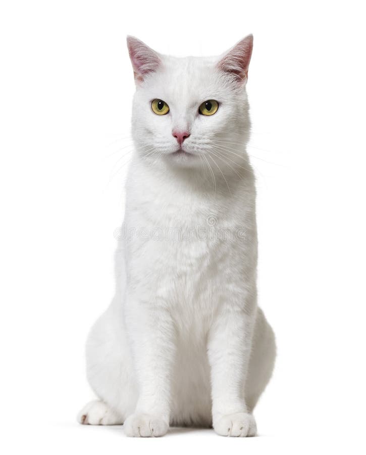 White Mixed-breed Cat Looking Down (2 Years Old), Isolated on Wh Stock ...