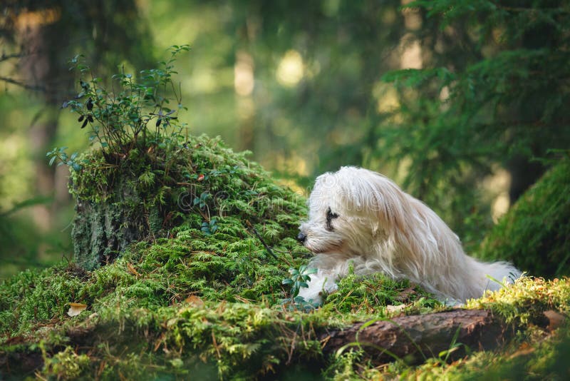 White Mixed Breed Dog in Forest Stock Image - Image of hair, doggy ...