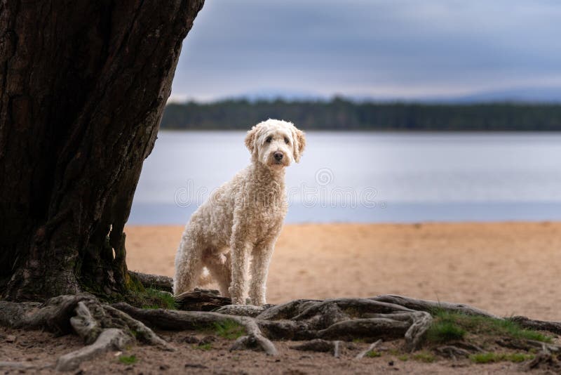 White Mixed Breed Dog Posing on a Beach Stock Image - Image of ...
