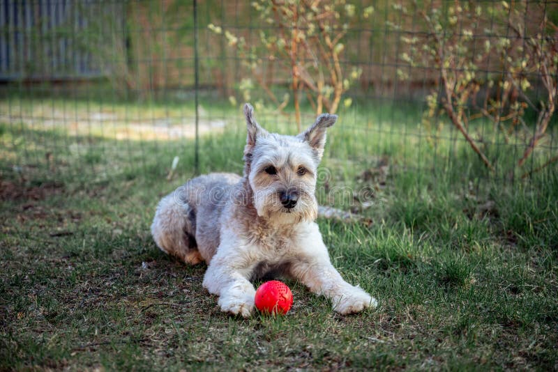 White Mixed Breed Dog with Red Ball Laying in Bright Green Grass Stock ...