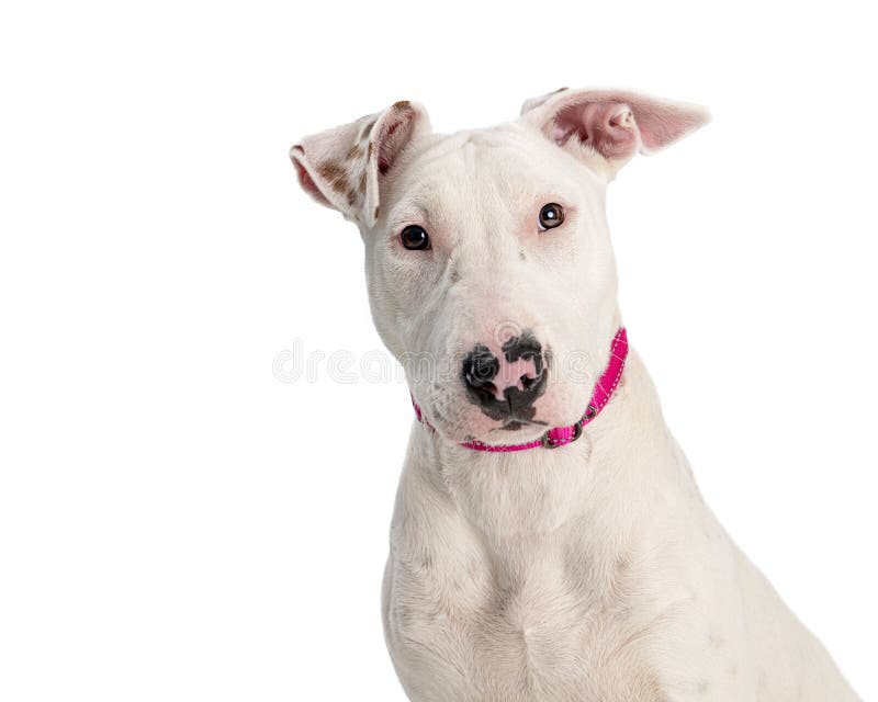 White Mixed Large Breed Dog Looking Forward Stock Photo - Image of ...