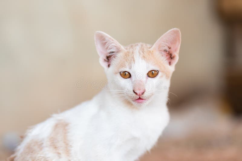 White Mixed Orange Cat with Yellow Eyes Stock Photo - Image of mammal ...