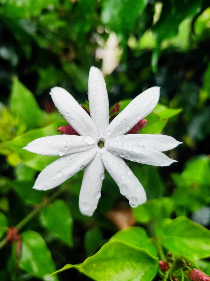 Mogra Flower Jasmine Flower Beautiful and Fragrant Flowers Closeup View ...