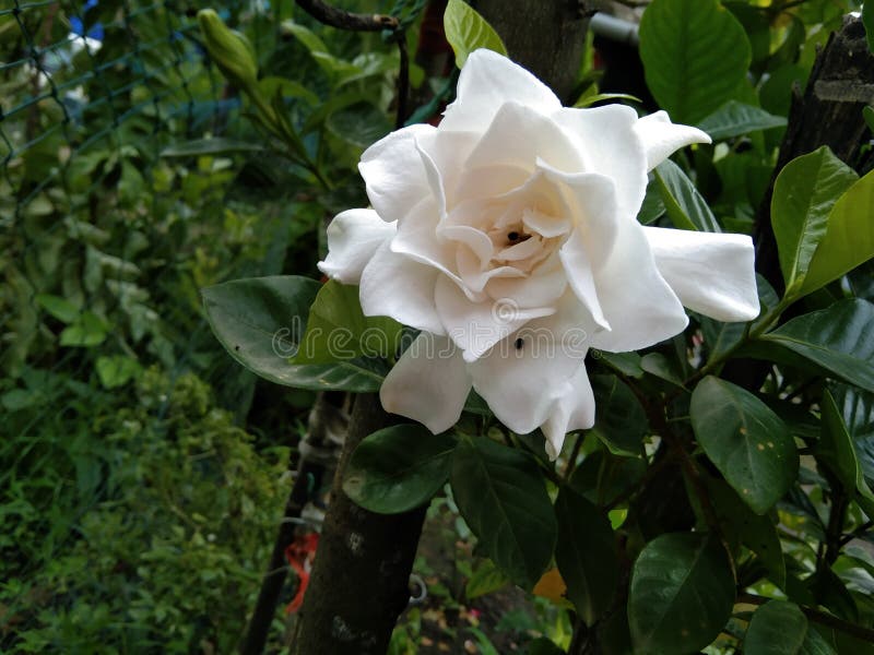 White Mogra or Arabian Jasmine or Jasminum Sambac Flower Buds on Beige ...