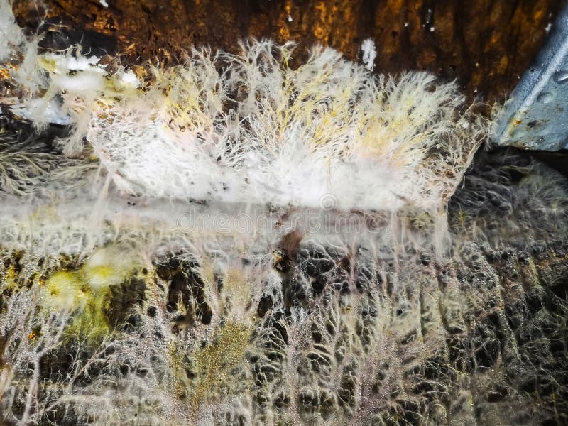 White Mold Close-up on a Tree in an Old Basement Stock Image - Image of ...