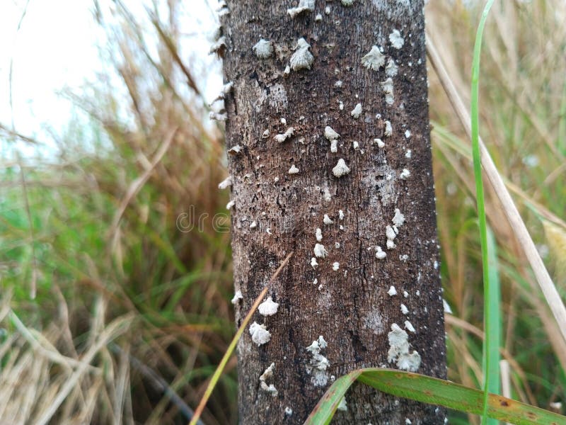 White mold on dead wood stock image. Image of weathered - 319802021