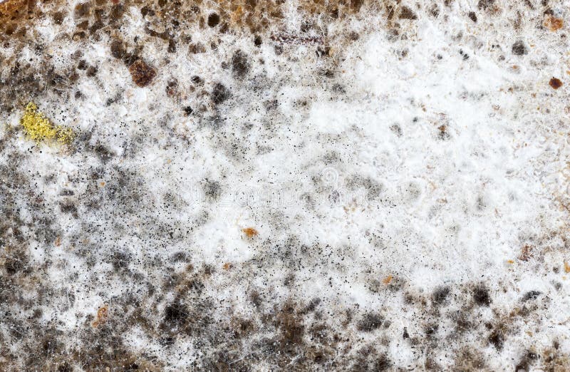418 Old White Mold Bread Spoiled Food Mold Food Stock Photos - Free ...
