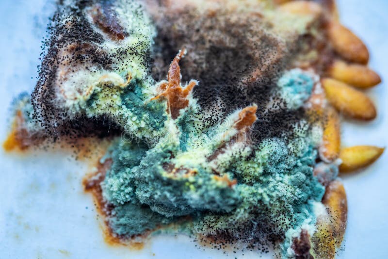 423 Pulp Mold Stock Photos - Free & Royalty-Free Stock Photos from ...