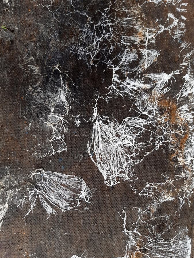 White Mold Growing on a Sheet of Hardboard, Texture for Background ...