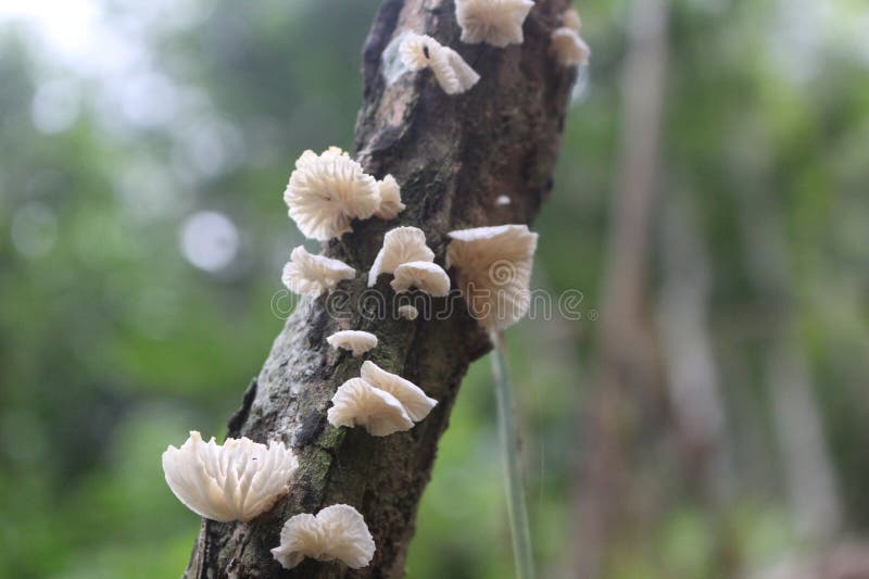 White Mold Grows on Dead Tree Trunk. Stock Photo - Image of beauty ...