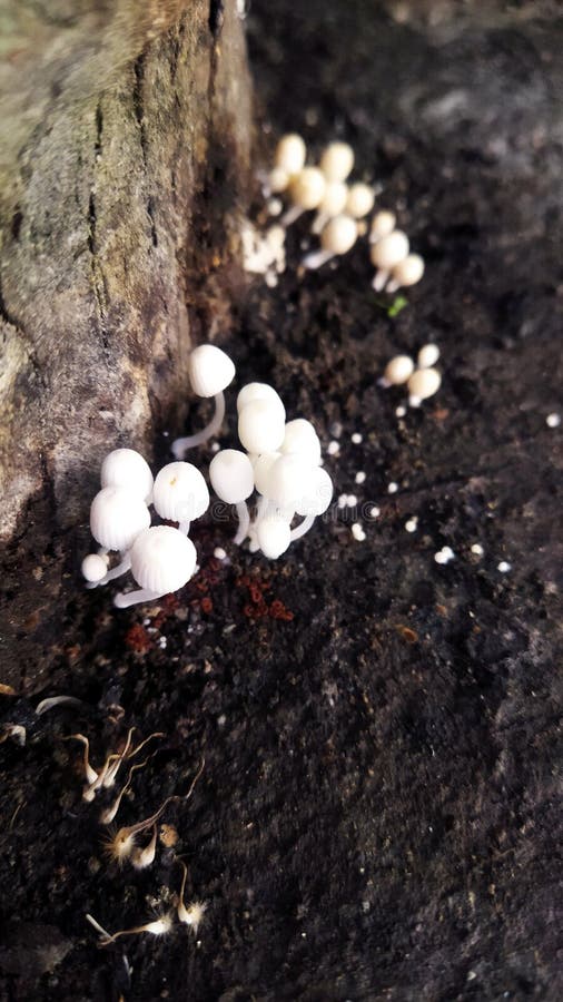 White Mold Often Grows on Rotting Tree Trunks and Damp Areas Stock ...