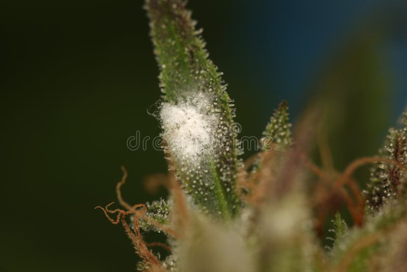 White Mold on the Plant Cannabis Marijuana Stock Photo - Image of fungi ...