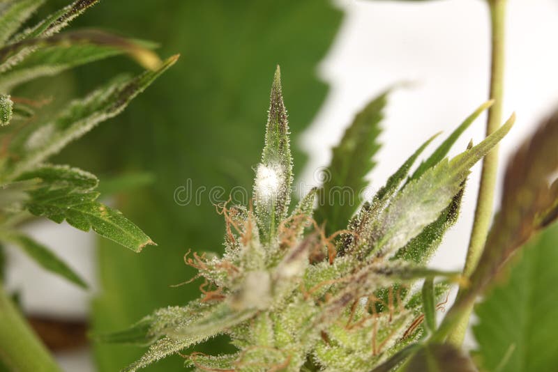White Mold on the Plant Cannabis Marijuana Stock Image - Image of ...
