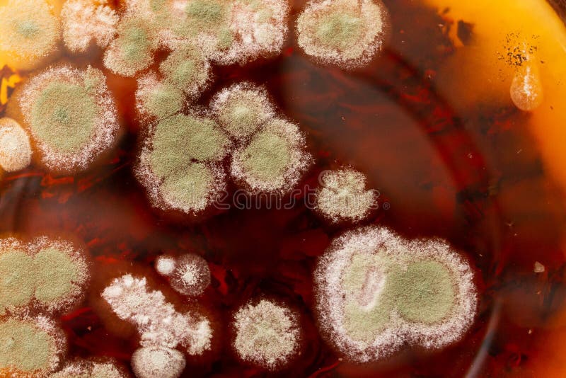 White Mold on Rotten Old Tea, Close Up Stock Photo - Image of products ...