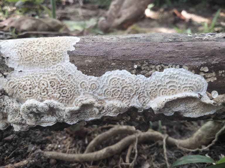 The White Mold of Rotten Trees Has a Distinct Pattern and a Hard Mold ...
