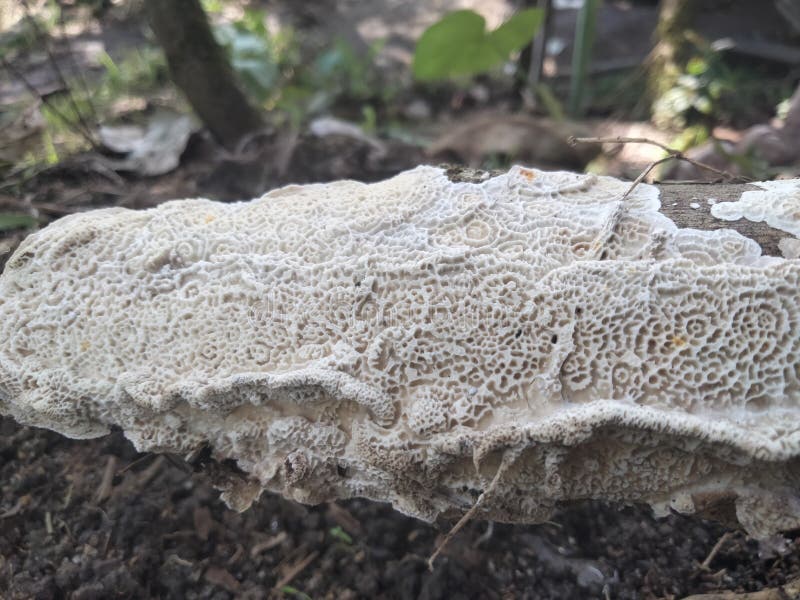 The White Mold of Rotten Trees Has a Distinct Pattern and a Hard Mold ...