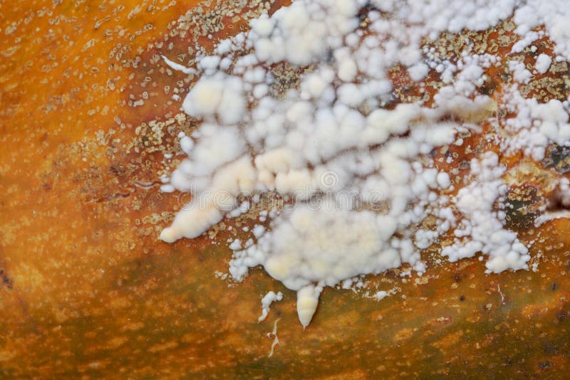 The white mold stock photo. Image of perishable, moldiness - 114871112