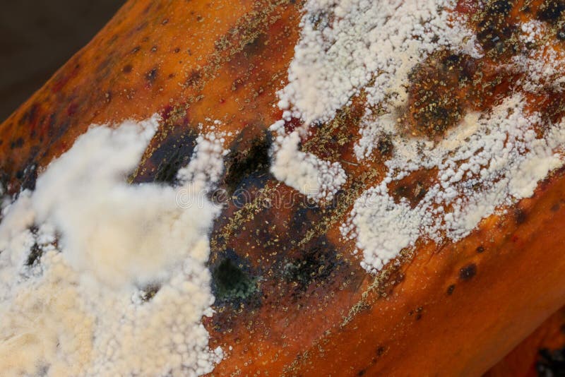The white mold stock photo. Image of perishable, moldiness - 114871112