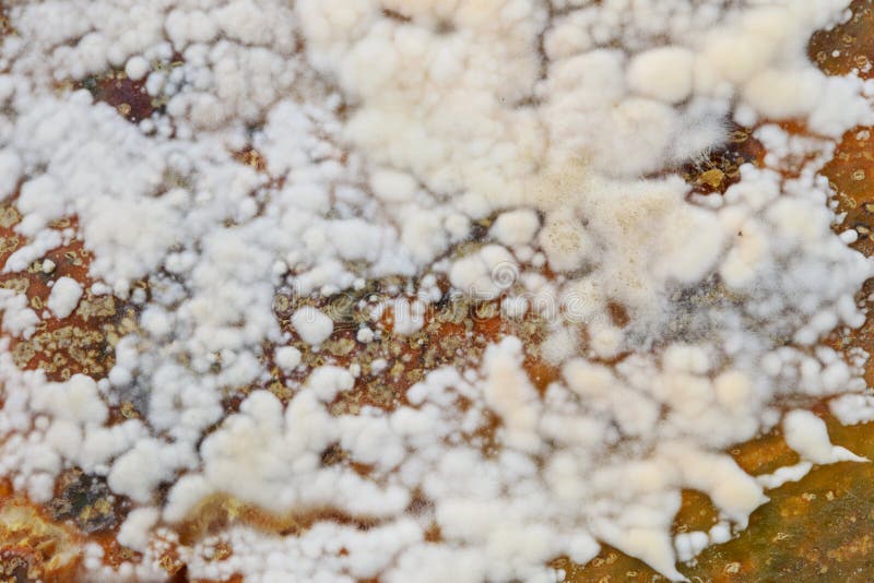 The white mold stock photo. Image of perishable, moldiness - 114871112