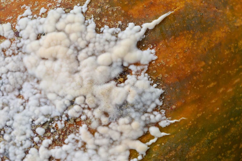 The white mold stock photo. Image of perishable, moldiness - 114871112