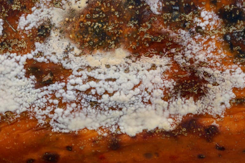 The white mold stock photo. Image of perishable, moldiness - 114871112