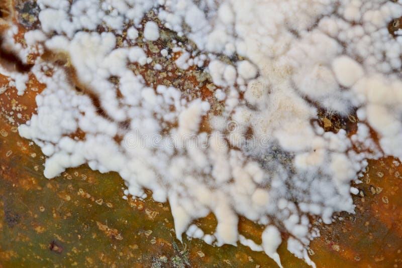 The white mold stock image. Image of unpleasant, moldy - 117852529