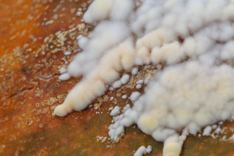 The white mold stock photo. Image of perishable, moldiness - 114871112