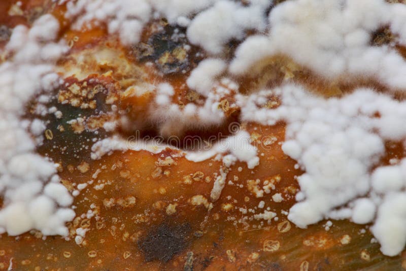 The white mold stock photo. Image of perishable, moldiness - 114871112