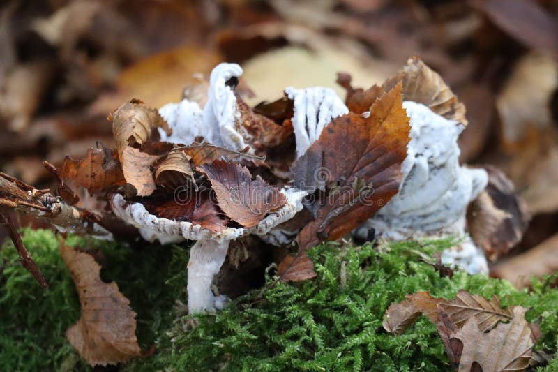 White Mold stock image. Image of fluff, longer, inedible - 344373951