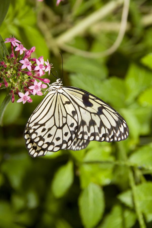 White monarch butterfly stock image. Image of flower - 17575985