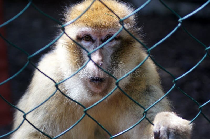 White Monkey Inside a Cage at the Zoo Stock Image - Image of wildlife ...