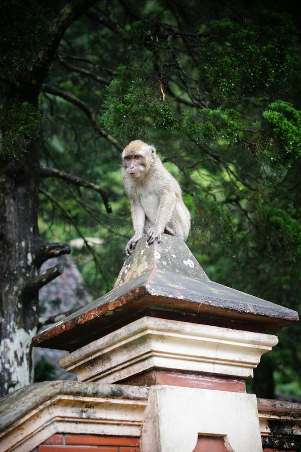 White Monkey Standing on the Top of Fence Stock Image - Image of ...